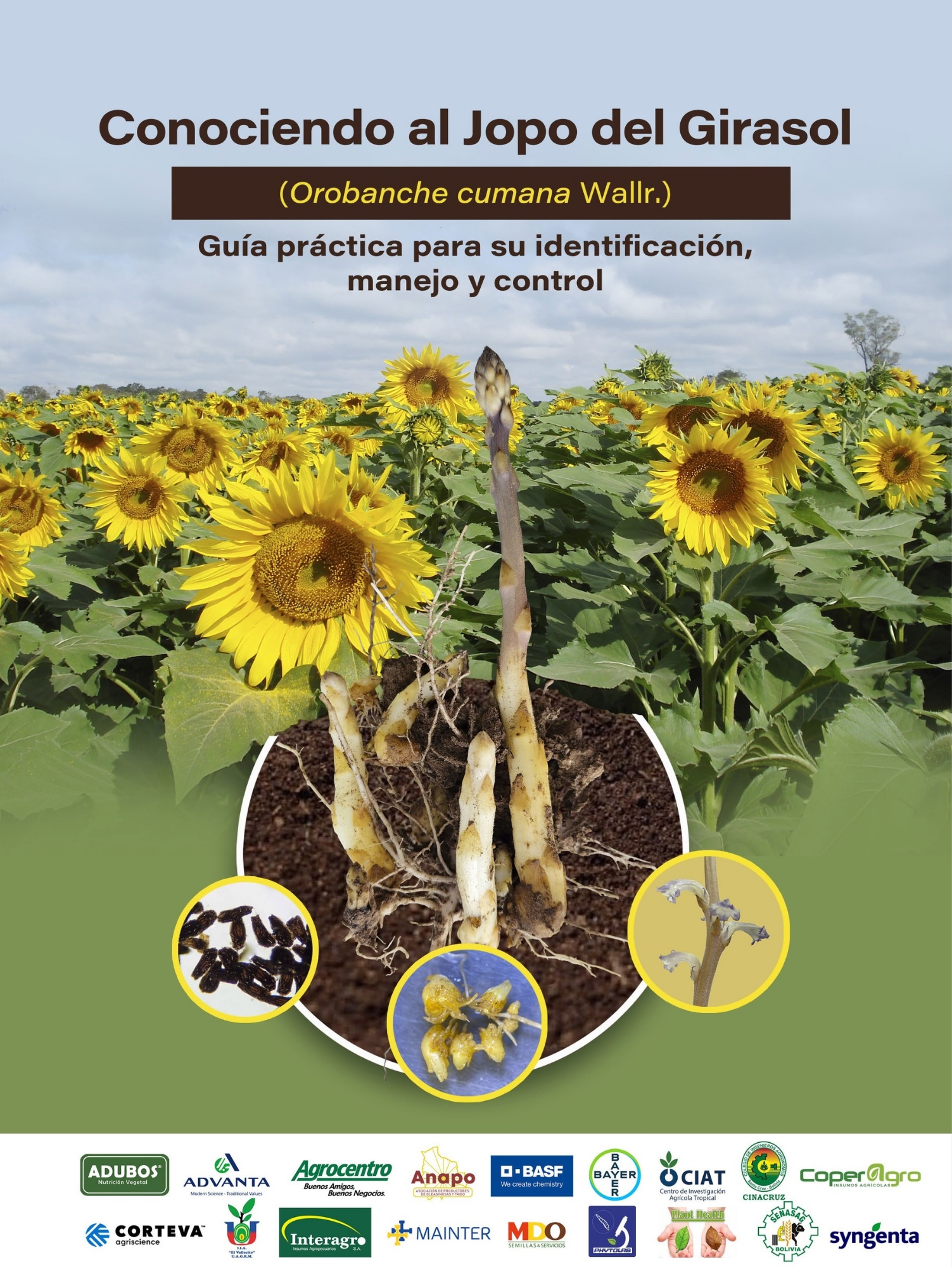 CONOCIENDO AL JOPO DEL GIRASOL (Orobanche cumana Wallr). – Asosemillas